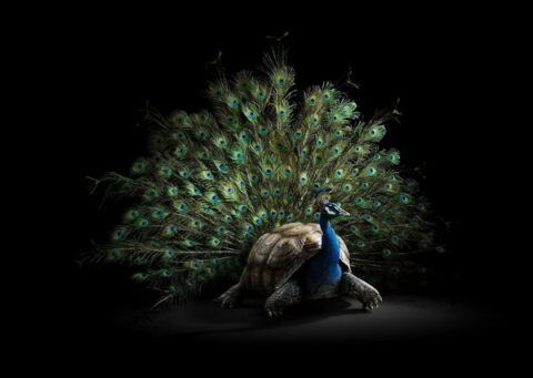 Dimitri Daniloff • C'est qui les Créas